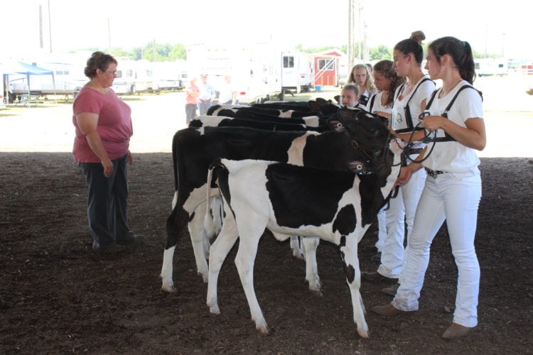 Young farmers rear cows for showcase | News, Sports, Jobs ...